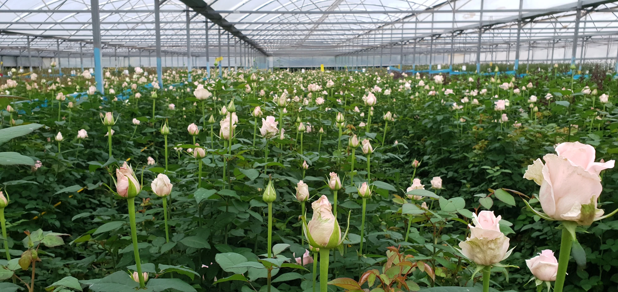 Fleurs du Liban | Flowers Grown in Lebanon, Delivered Across Lebanon ...